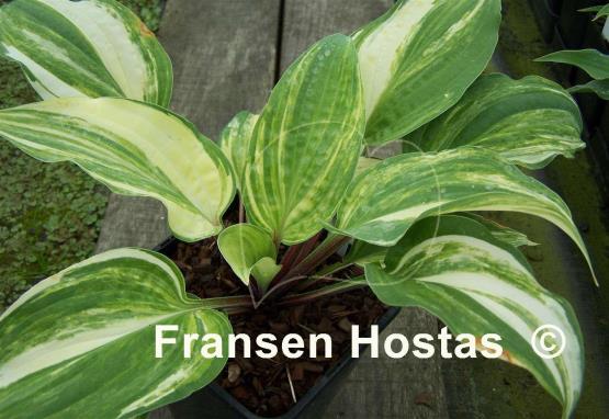 Hosta Vivacious - Fransen Hostas